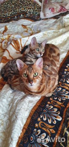 Кошки