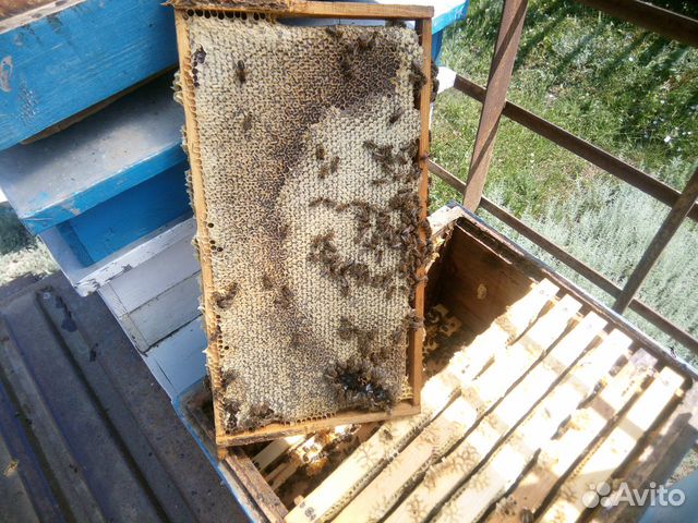 Пчелопакеты