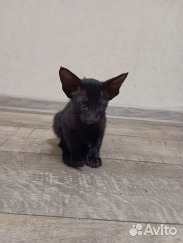 Ориентальная кошка