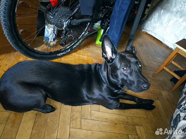 Собаки бесплатно