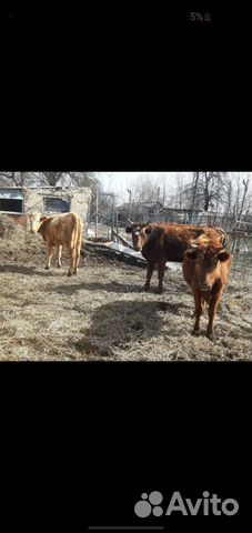 Коровы стельные,молочные