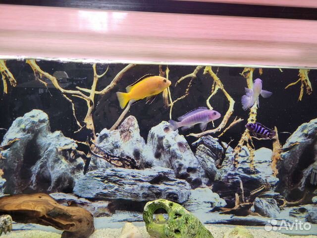 Аквариумные рыбы цихлиды