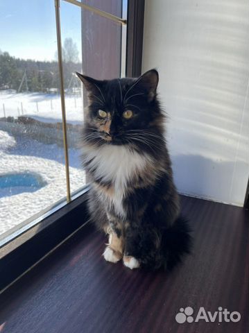 Красотка Листу ищет дом и хозяина