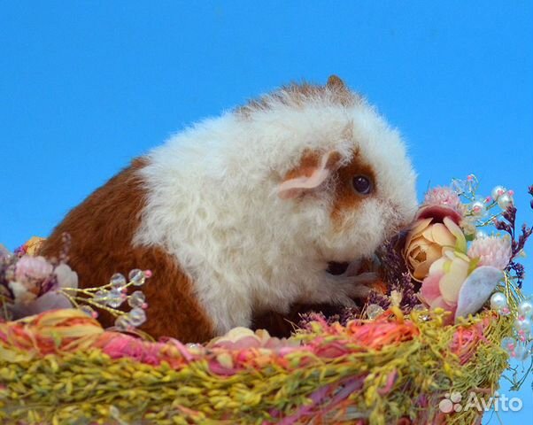Малыш мальчик морской свинки американский тедди