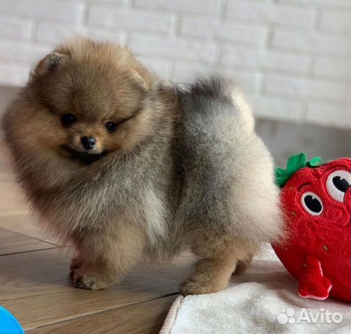 Померанский шпиц девочка