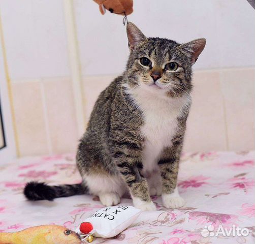 Хозяева кошки уезжают из страны. Ее бросают здесь