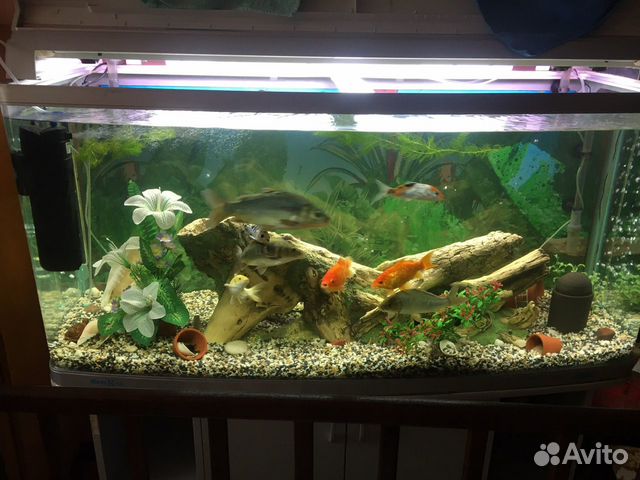 Внешний фильтр jbl и декорации для аквариума