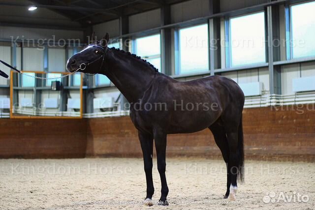 Жеребец голштинской породы 2005 г.р