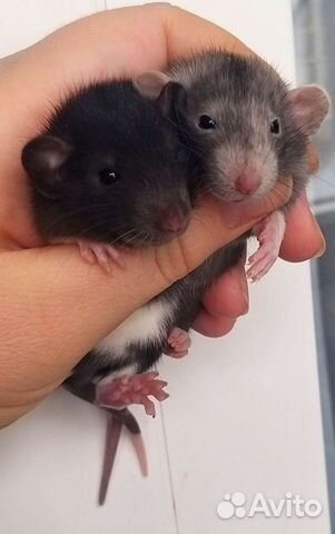 Крысята дамбо мальчишки от ratlove13.85