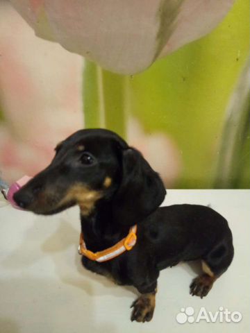 Кроличья такса