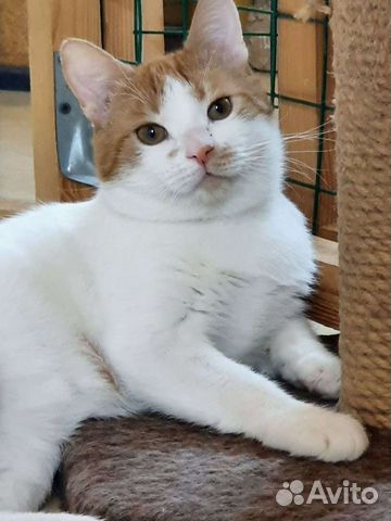 Котик Янтарик