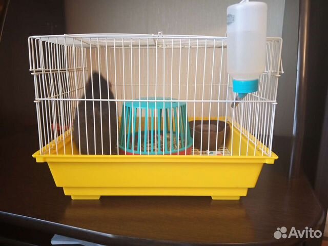 Крыса Дамбо с клеткой(мальчик)