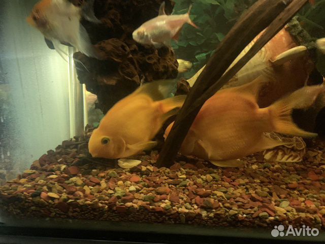 Рыба попугай