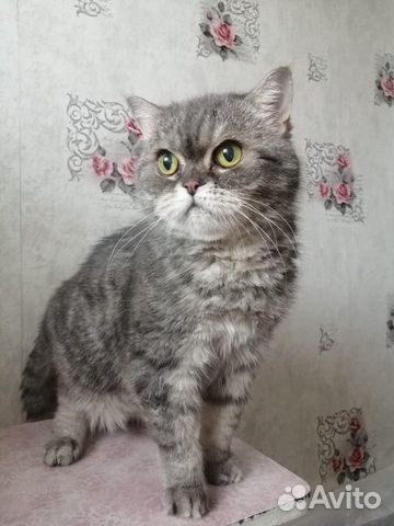 Ищу дом возрастной кошечке