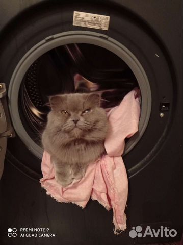 Британская вислоухая кошка