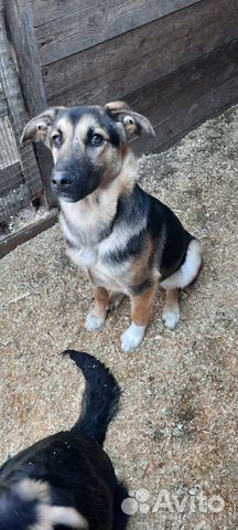 Щенок-Подросток Бим