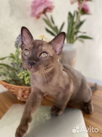 Европейская Бурма (котята )