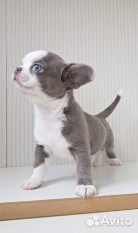 Лиловый красавчик