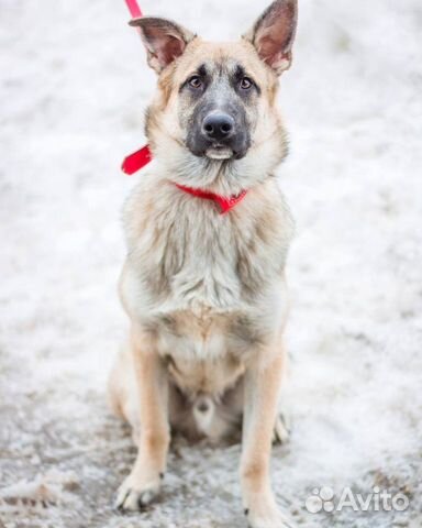 Собака Спарки ищет дом