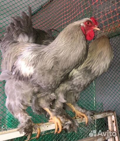 Петух Брама «Изабель»