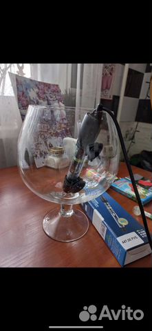 Аквариум в виде бакала