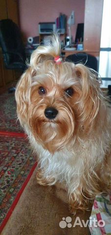 Лхасо апсо вязка