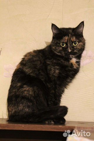 Кошка в дар