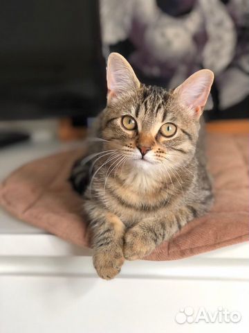 Котенок в добрые руки