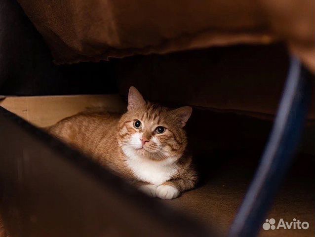 Рыжик в добрые руки