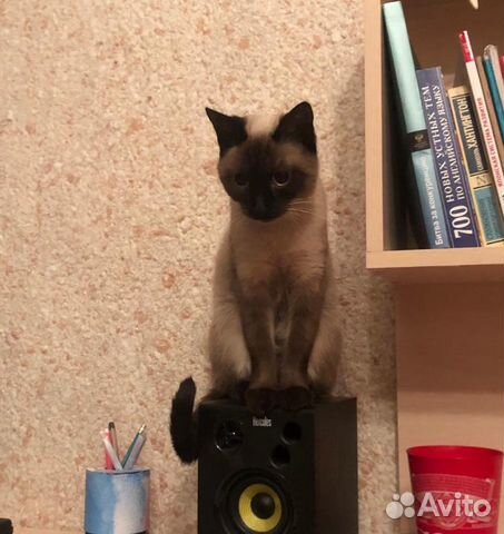 Сиамская кошка на вязку