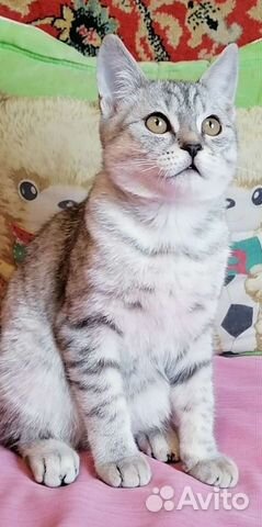 Котенок