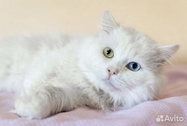 Ангорский котик ищет дом