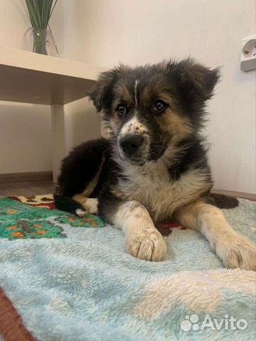 Щенок в добрые руки