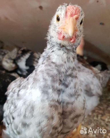 Петухи (январь-февраль)