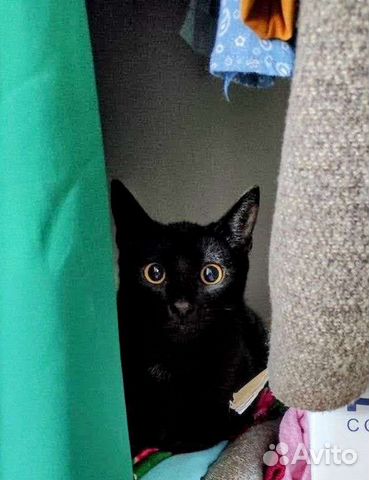 Молодой котик в добрые руки