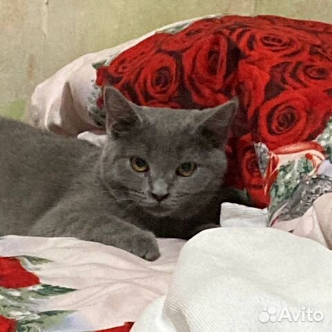 Кошка британка чистая