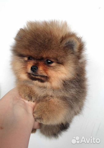 Померанский шпиц мини