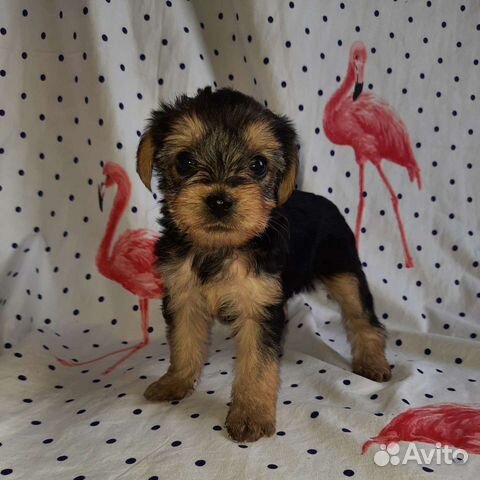 Щенки йоркширского терьера