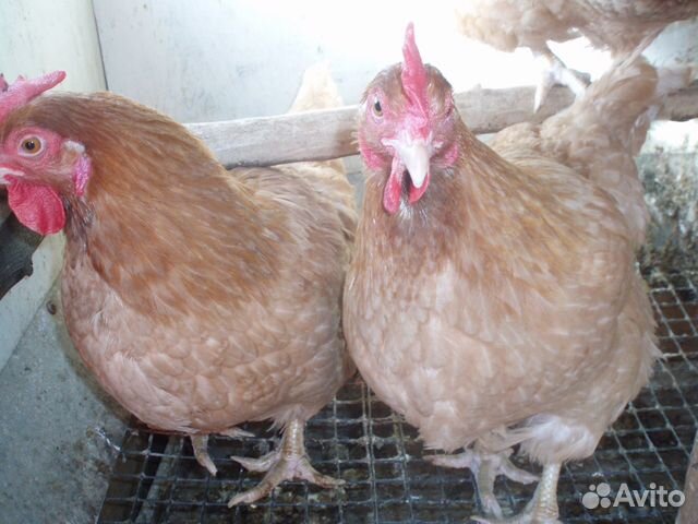 Цыплята,яйцо инкубационное