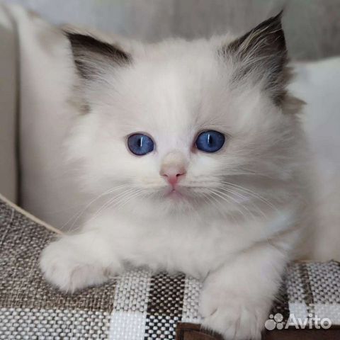 Мальчик, родословная, Q