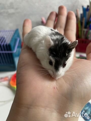 Джунгарский хомяк бесплатно