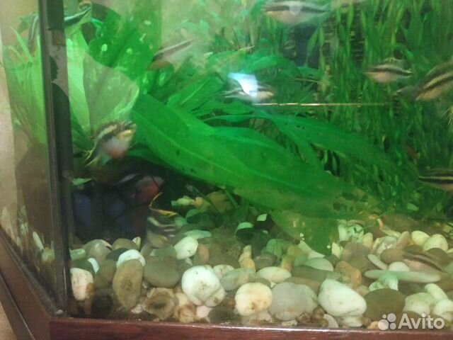 Ряска Роголистник Валлиснерии