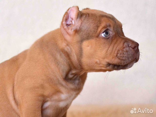 Американский булли мальчик