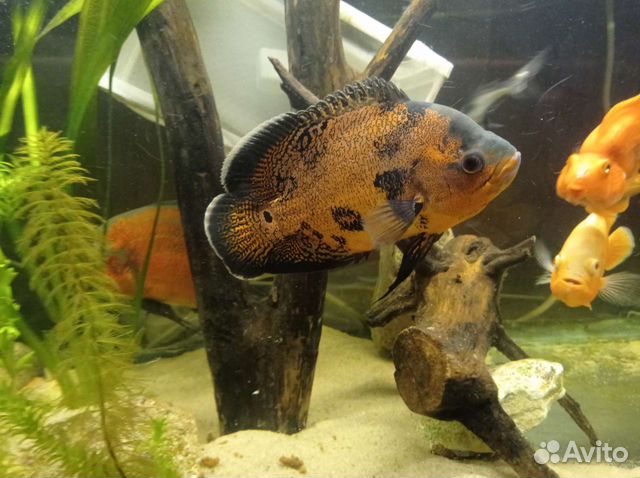 Астронотус