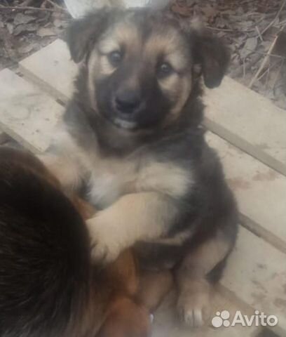 Отличный щенок в добрые руки бесплатно