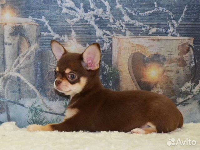 Девчоночка