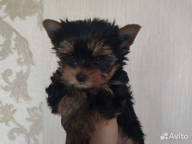 Йоркширский терьер мини девочка