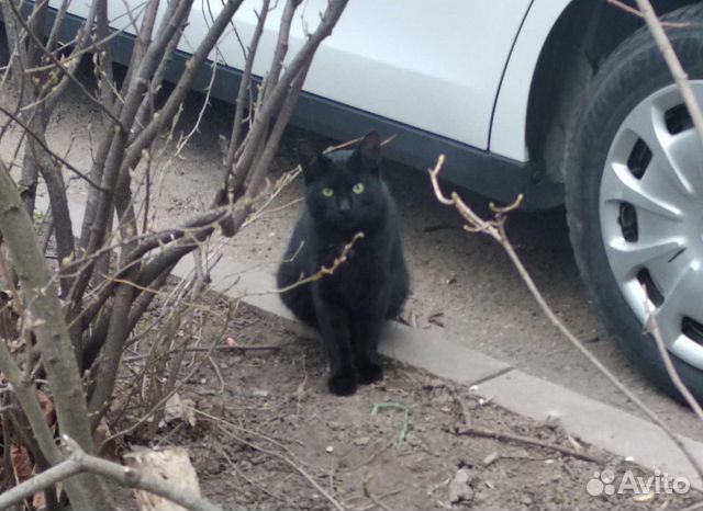 Котёнок - чудик ласковый в добрые руки