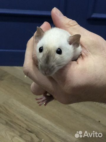 Крыски дамбо с клеткой