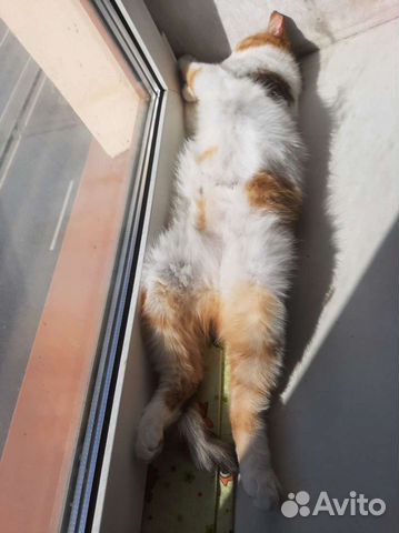 Кошки бесплатно